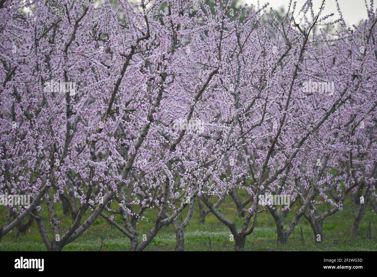 Flowering peach trees with pink blossoms in Veroia, Imathia Central ...