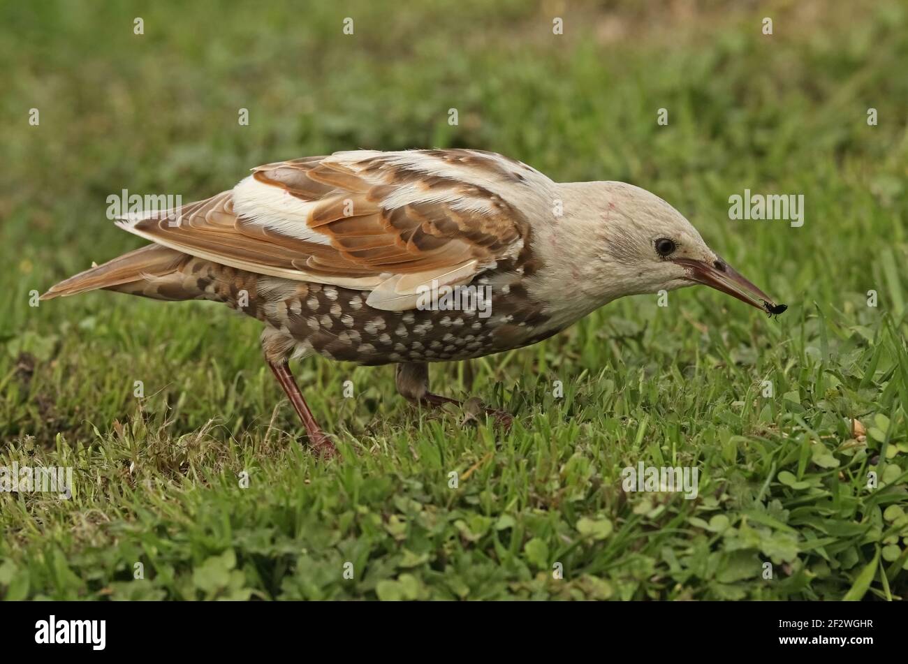 Common Starling (Sturnus vulgaris vulgaris) leucistic juvenile with ...