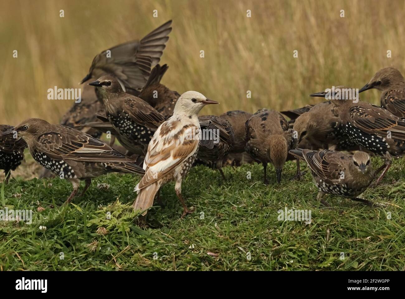 Common Starling (Sturnus vulgaris vulgaris) juveniles feeding with one ...