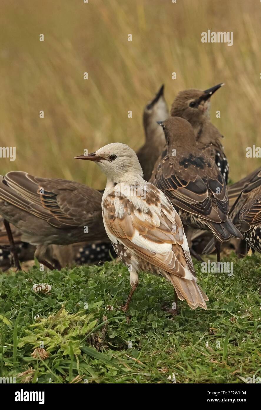 Leucistic bird hi-res stock photography and images - Alamy