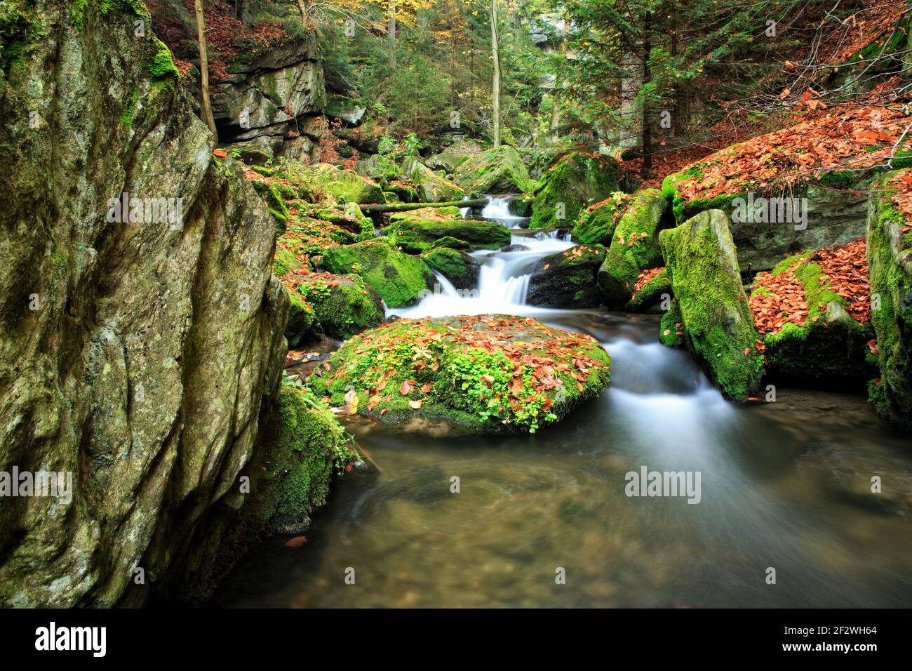 Rain forest stream hi-res stock photography and images - Alamy