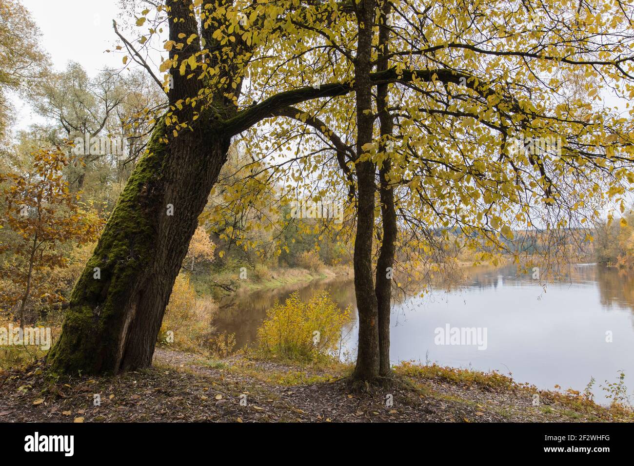 Down in the forest hi-res stock photography and images - Alamy