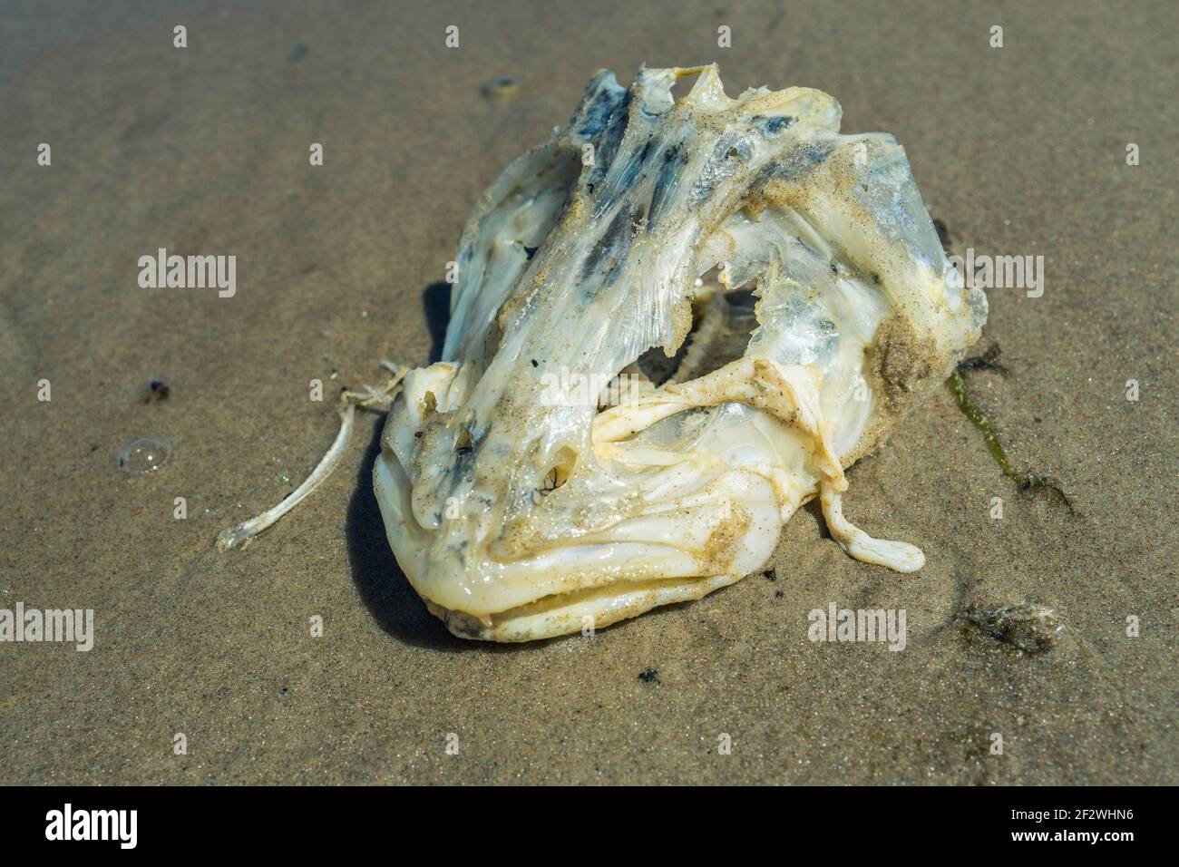 Dead fish head skeleton on the beach Stock Photo - Alamy