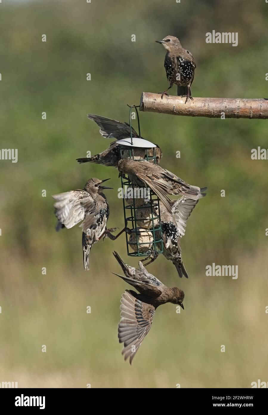 Common Starling (Sturnus vulgaris vulgaris) juveniles fighting for ...