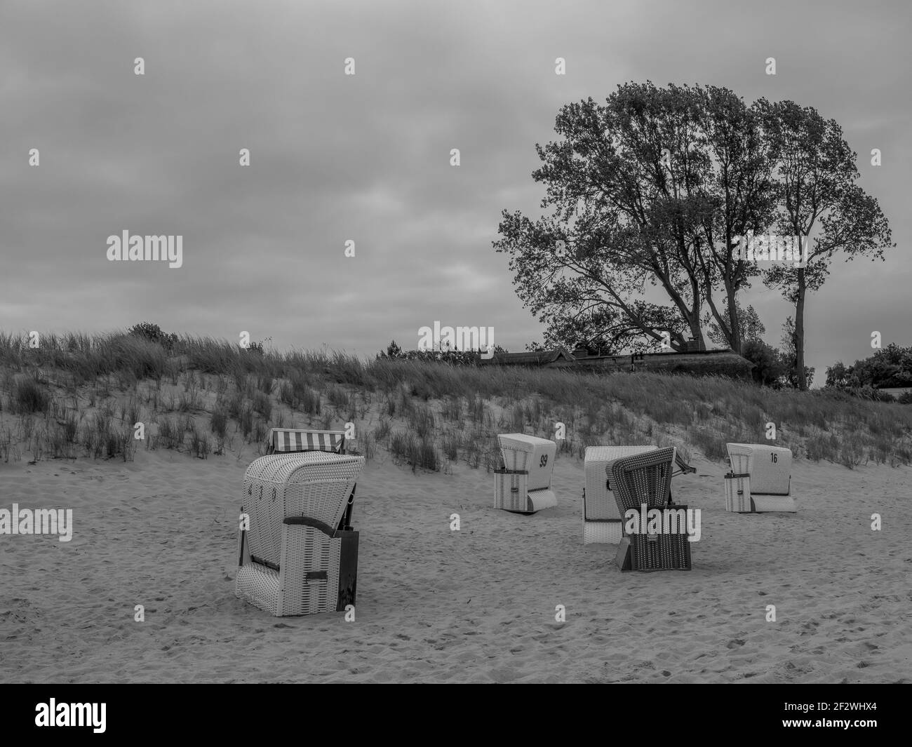 the island of zingst in germany Stock Photo - Alamy