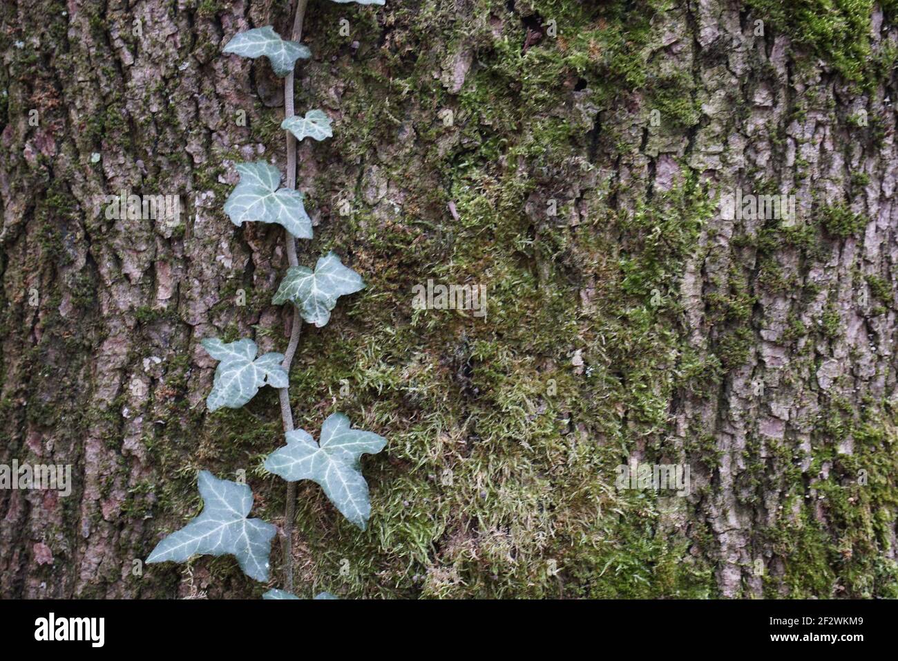 A closeup shot of dark green leaves of Common Ivy or Hedera helix in ...