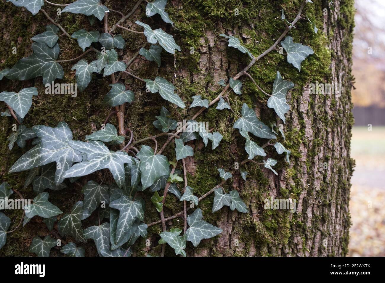 A closeup shot of dark green leaves of Common Ivy or Hedera helix in ...