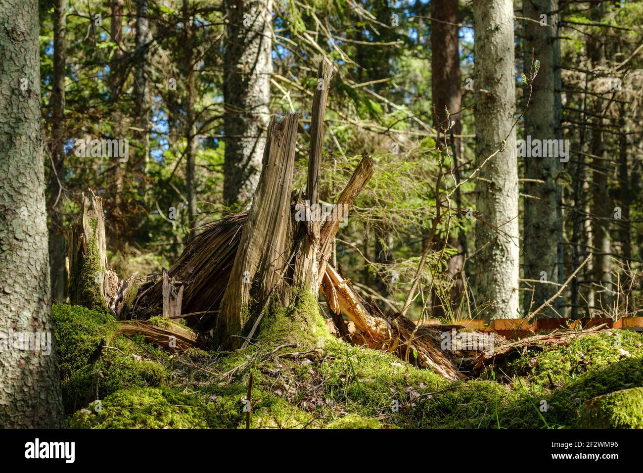 old dry tree trunk stomp in forest for wood logs and fireplace Stock ...