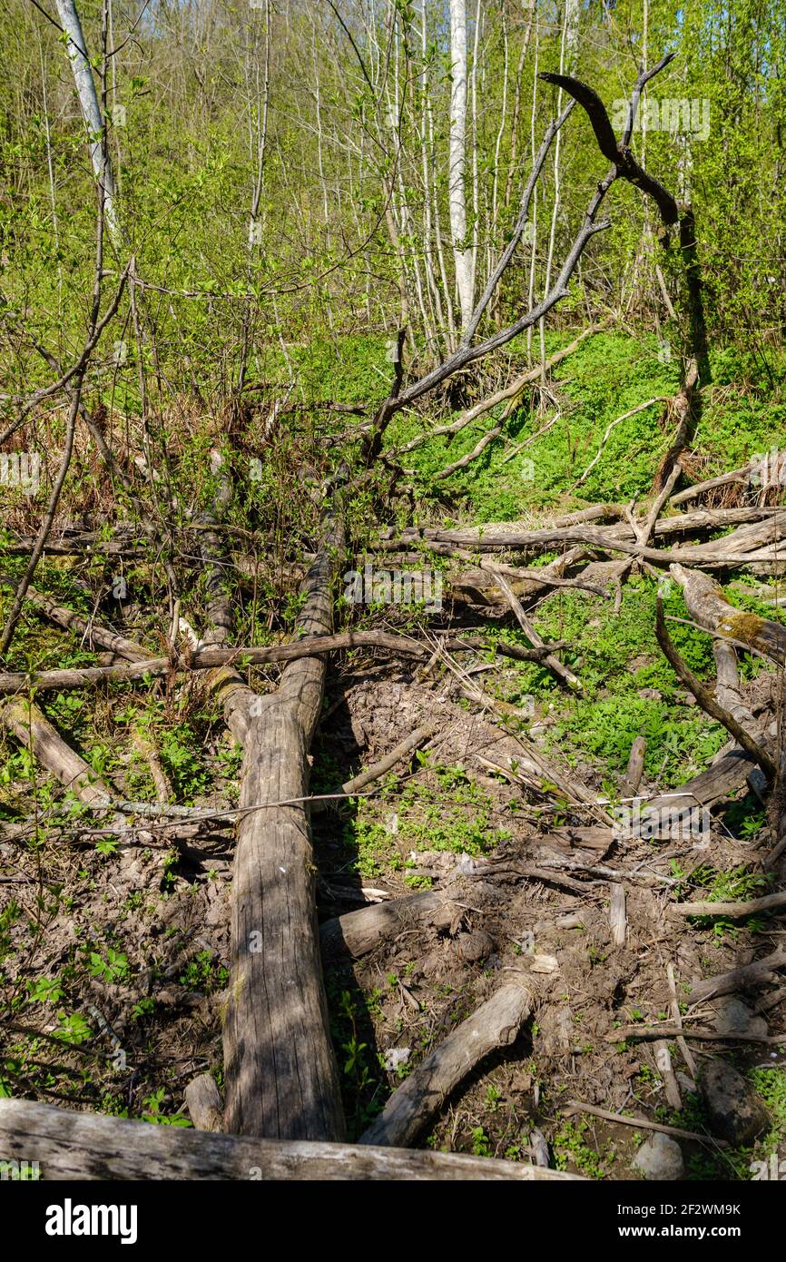 old dry tree trunk stomp in forest for wood logs and fireplace Stock ...