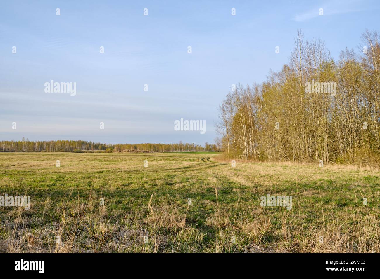 country landscape with green meadow and blue sky above. simple ...