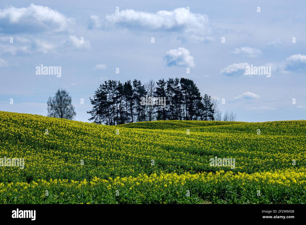 country landscape with green meadow and blue sky above. simple ...