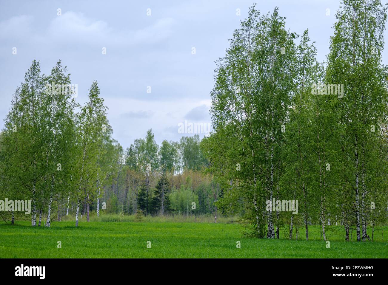 country landscape with green meadow and blue sky above. simple ...