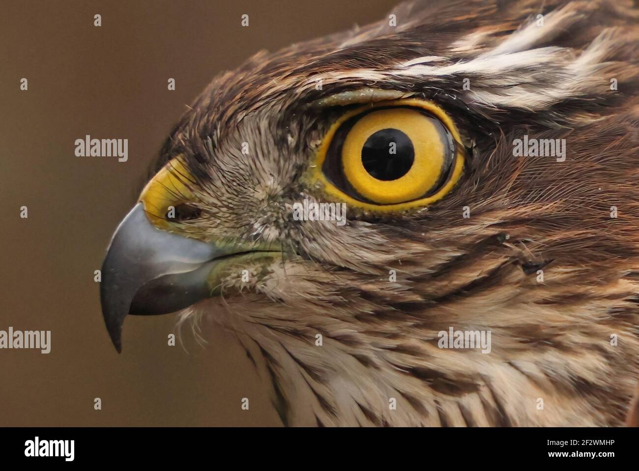 Close up sea hawk hi-res stock photography and images - Alamy