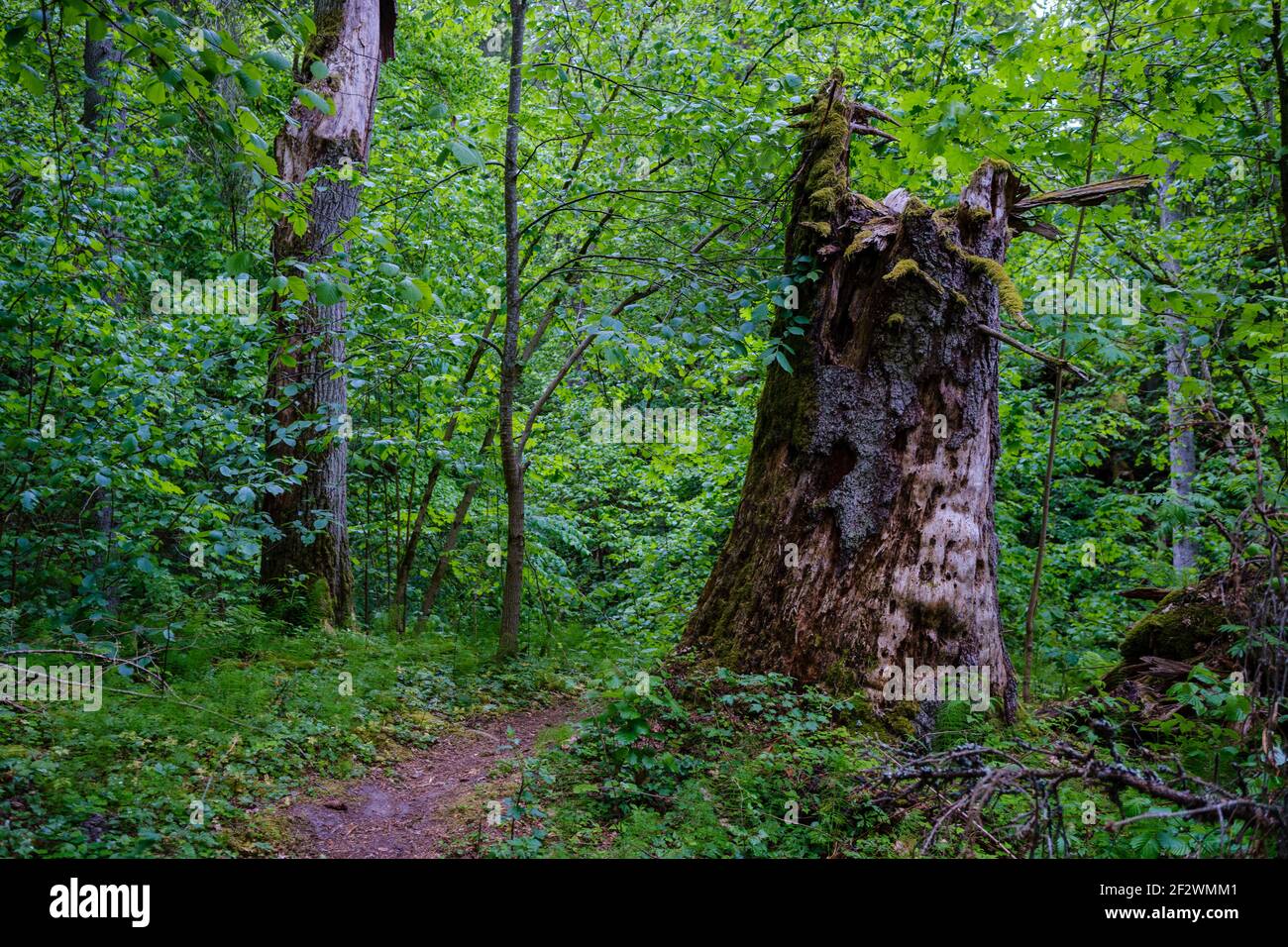 old dry tree trunk stomp in forest for wood logs and fireplace Stock ...