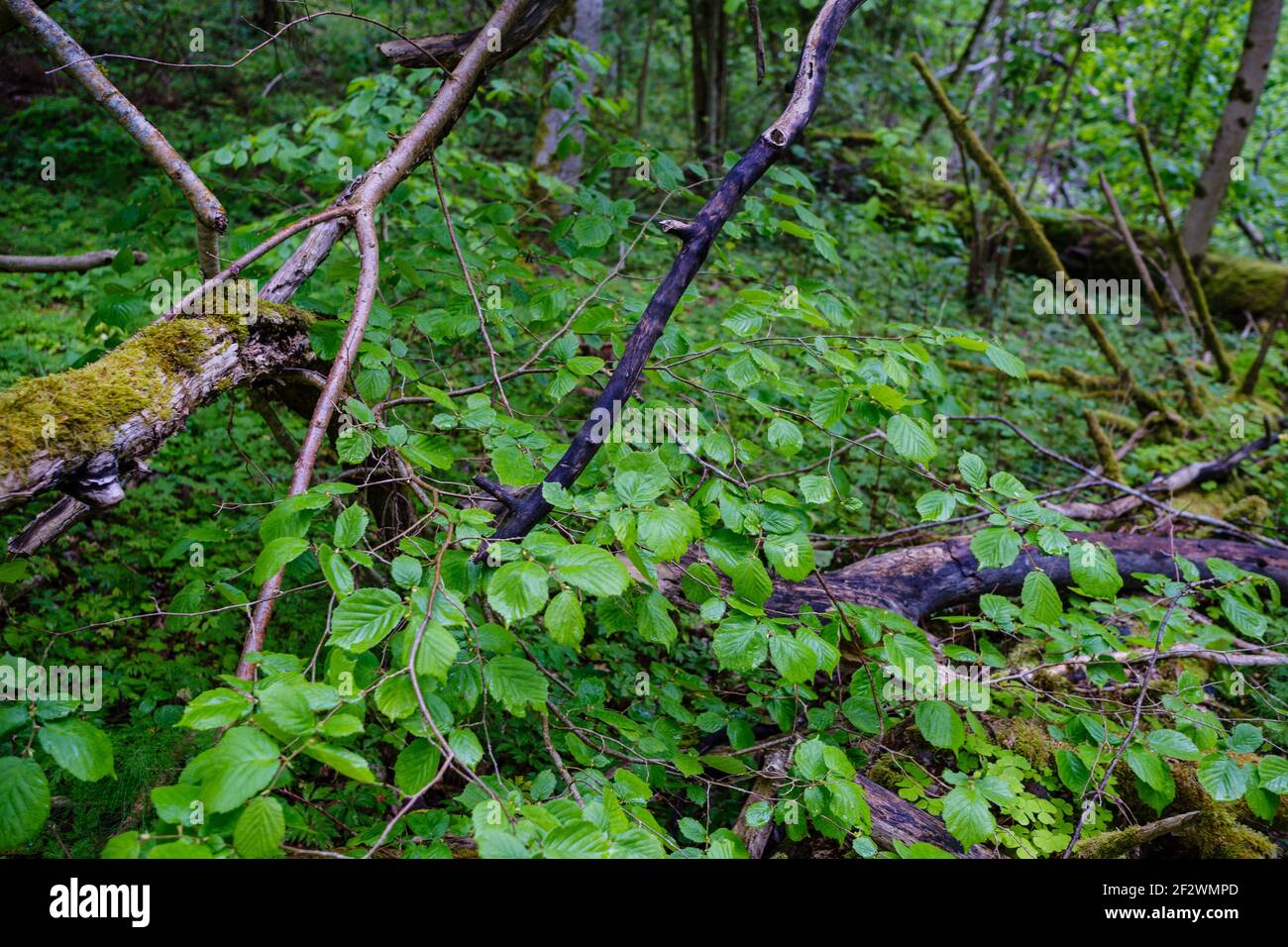 green forest lush with leaves, foliage and bush texture in summer ...
