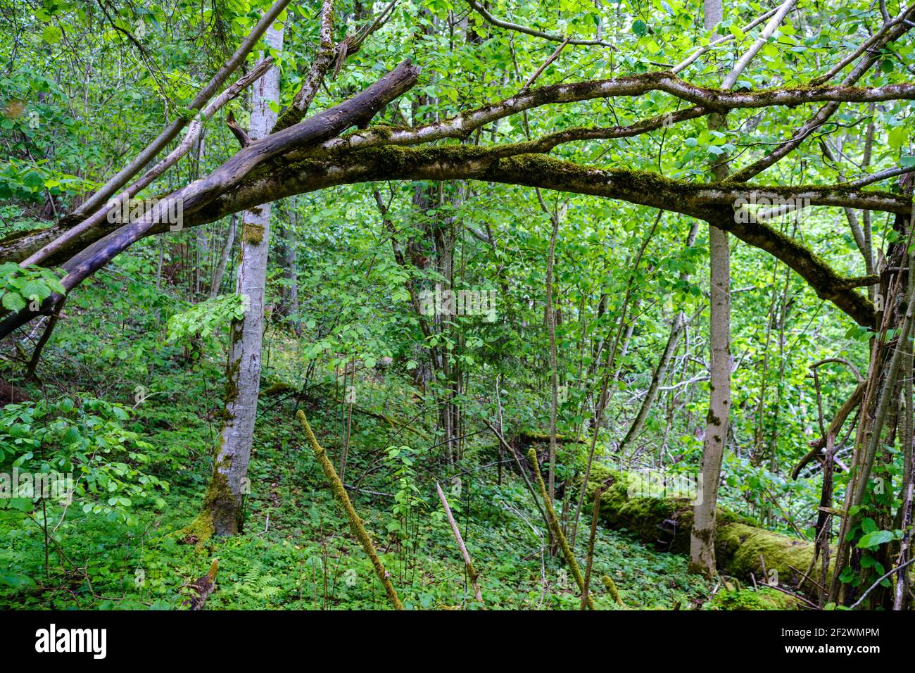 green forest lush with leaves, foliage and bush texture in summer ...