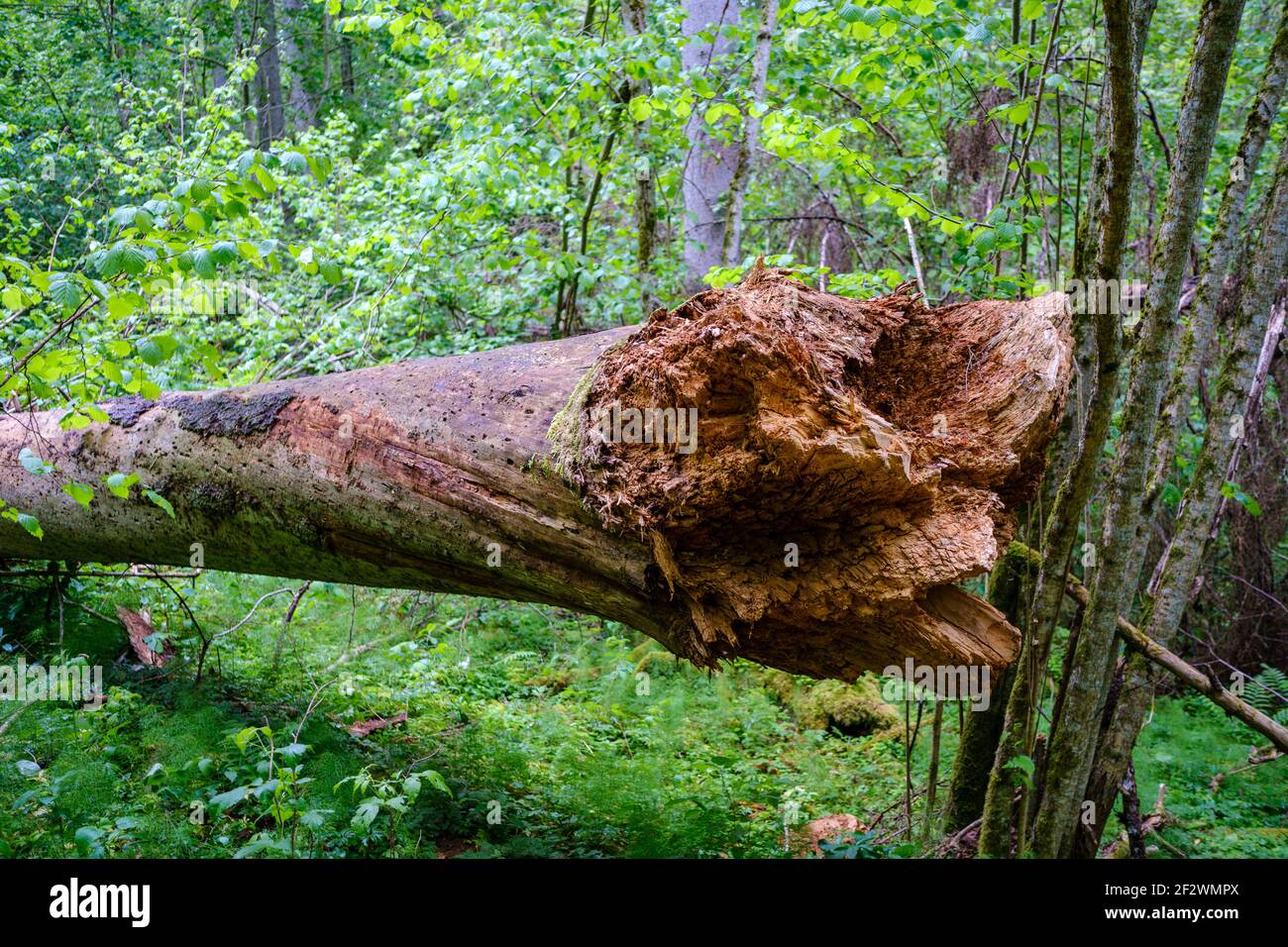 old dry tree trunk stomp in forest for wood logs and fireplace Stock ...