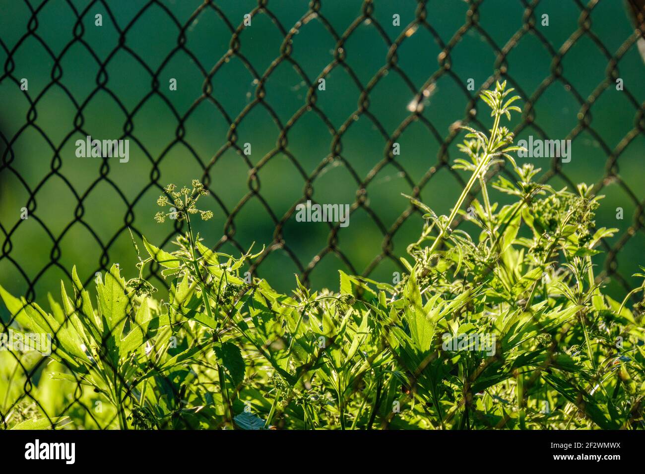 green forest lush with leaves, foliage and bush texture in summer ...