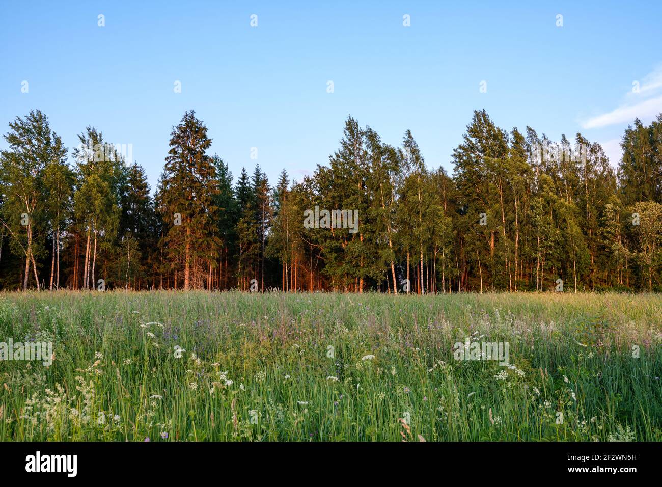 country landscape with green meadow and blue sky above. simple ...