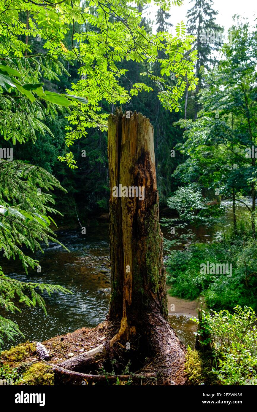 old dry tree trunk stomp in forest for wood logs and fireplace Stock ...