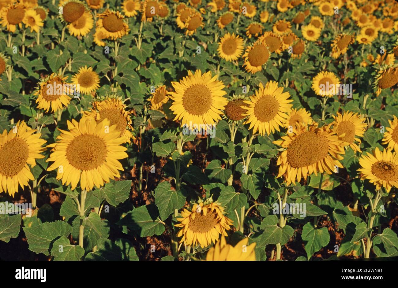 Sunflower film hi-res stock photography and images - Alamy