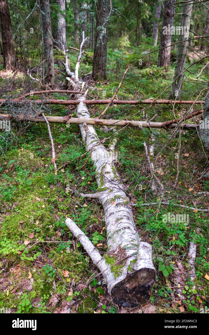 old dry tree trunk stomp in forest for wood logs and fireplace Stock ...