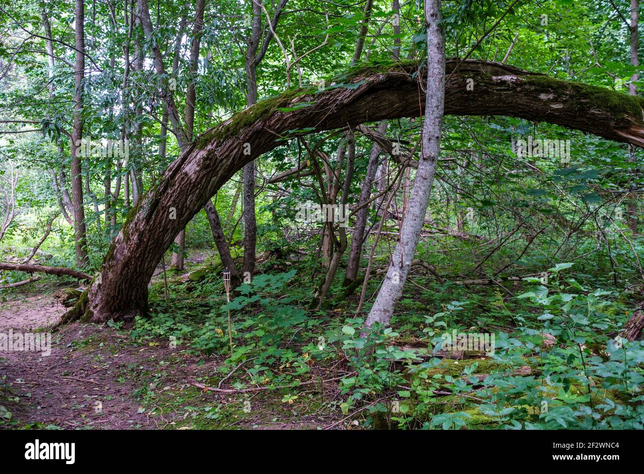 old dry tree trunk stomp in forest for wood logs and fireplace Stock ...