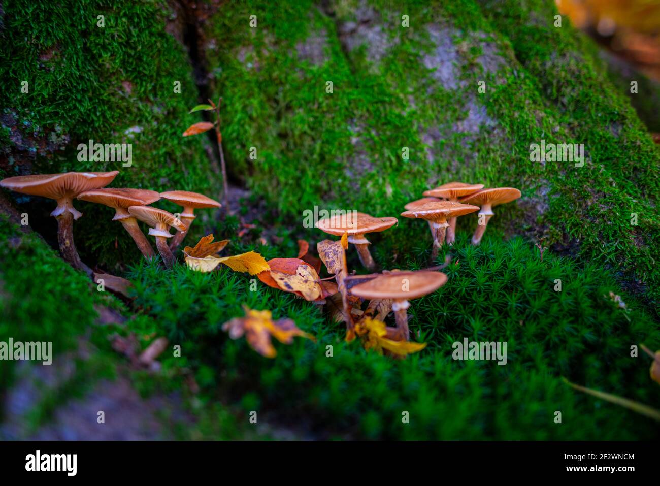 Wild mushrooms Armillaria in the forest Stock Photo - Alamy