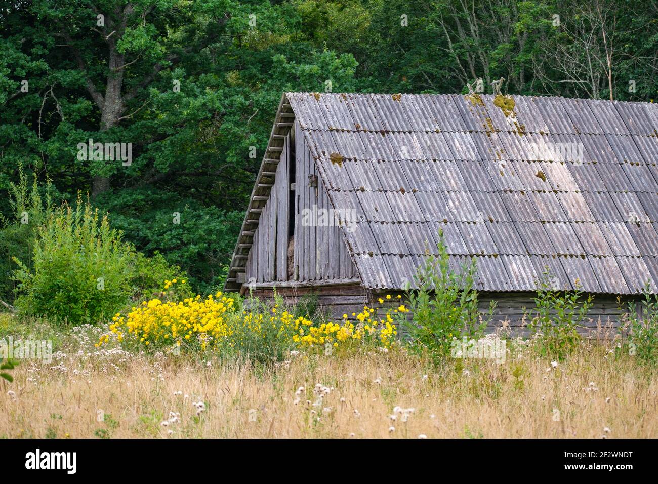 countryside house garden backyard in summer with old buildings and ...