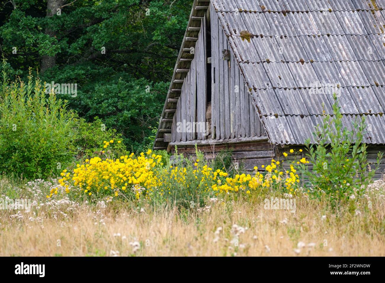 countryside house garden backyard in summer with old buildings and ...