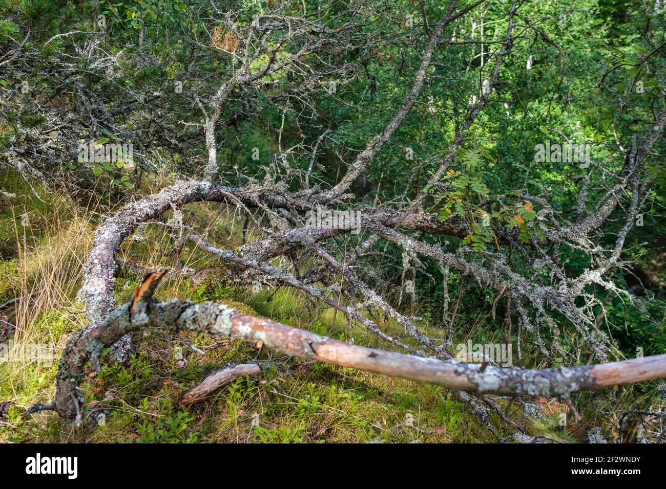 old dry tree trunk stomp in forest for wood logs and fireplace Stock ...