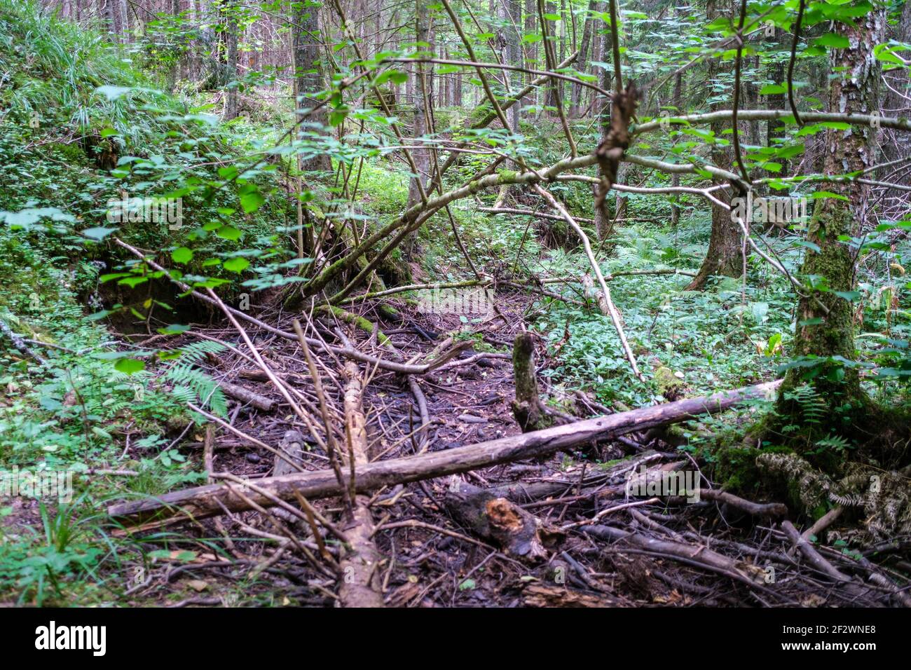 old dry tree trunk stomp in forest for wood logs and fireplace Stock ...