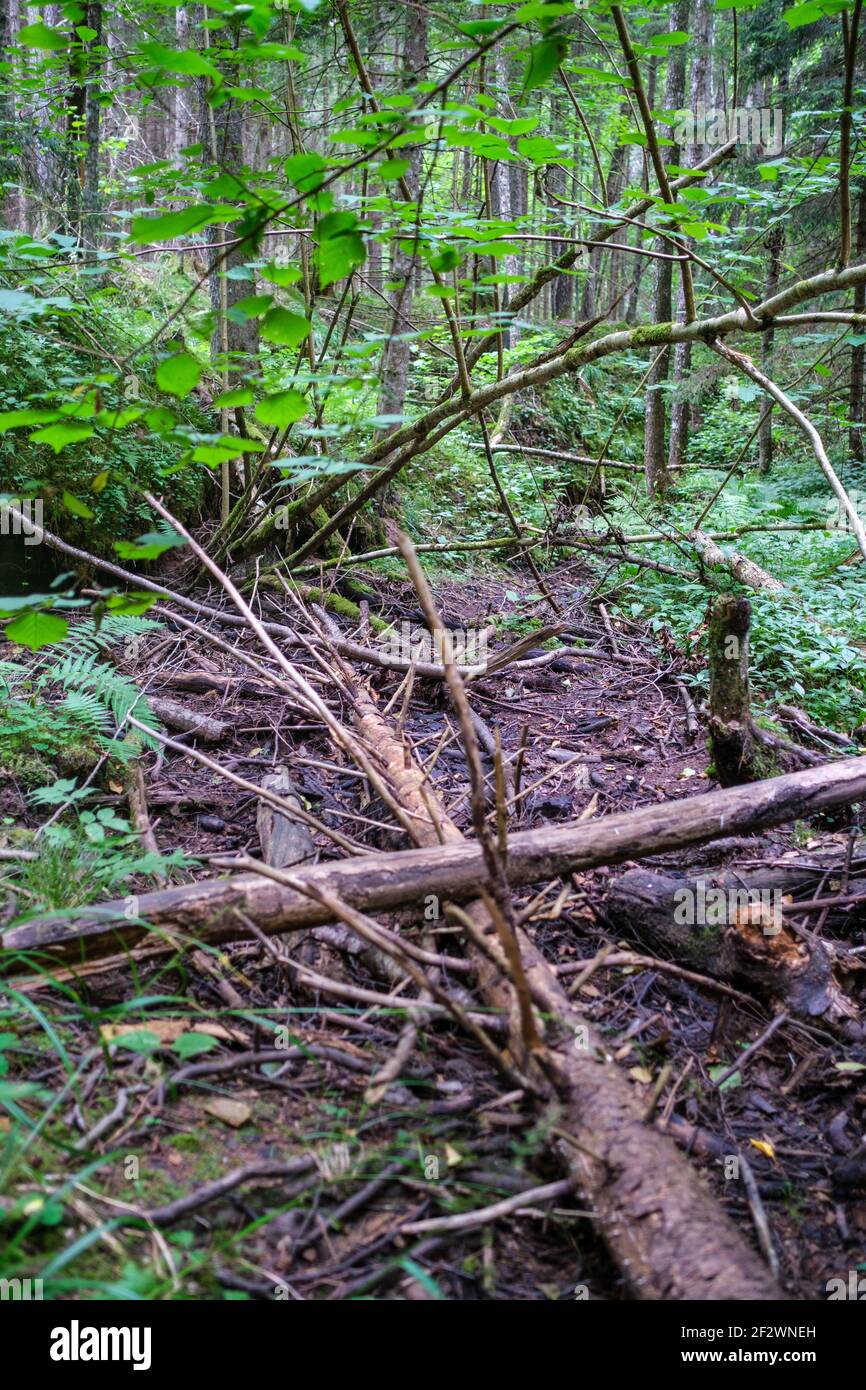 old dry tree trunk stomp in forest for wood logs and fireplace Stock ...