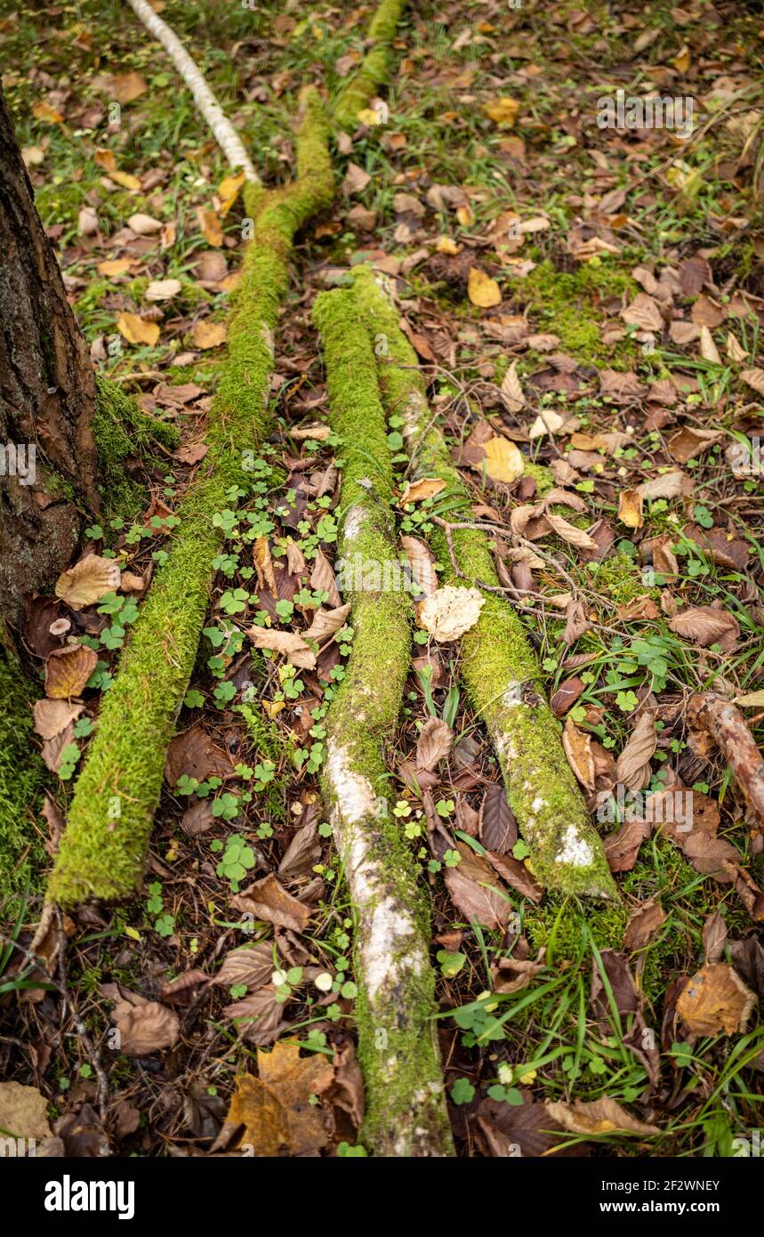 old dry tree trunk stomp in forest for wood logs and fireplace Stock ...