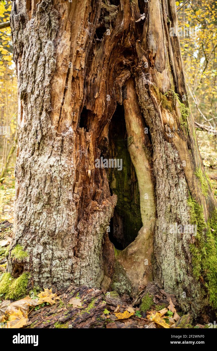 old dry tree trunk stomp in forest for wood logs and fireplace Stock ...