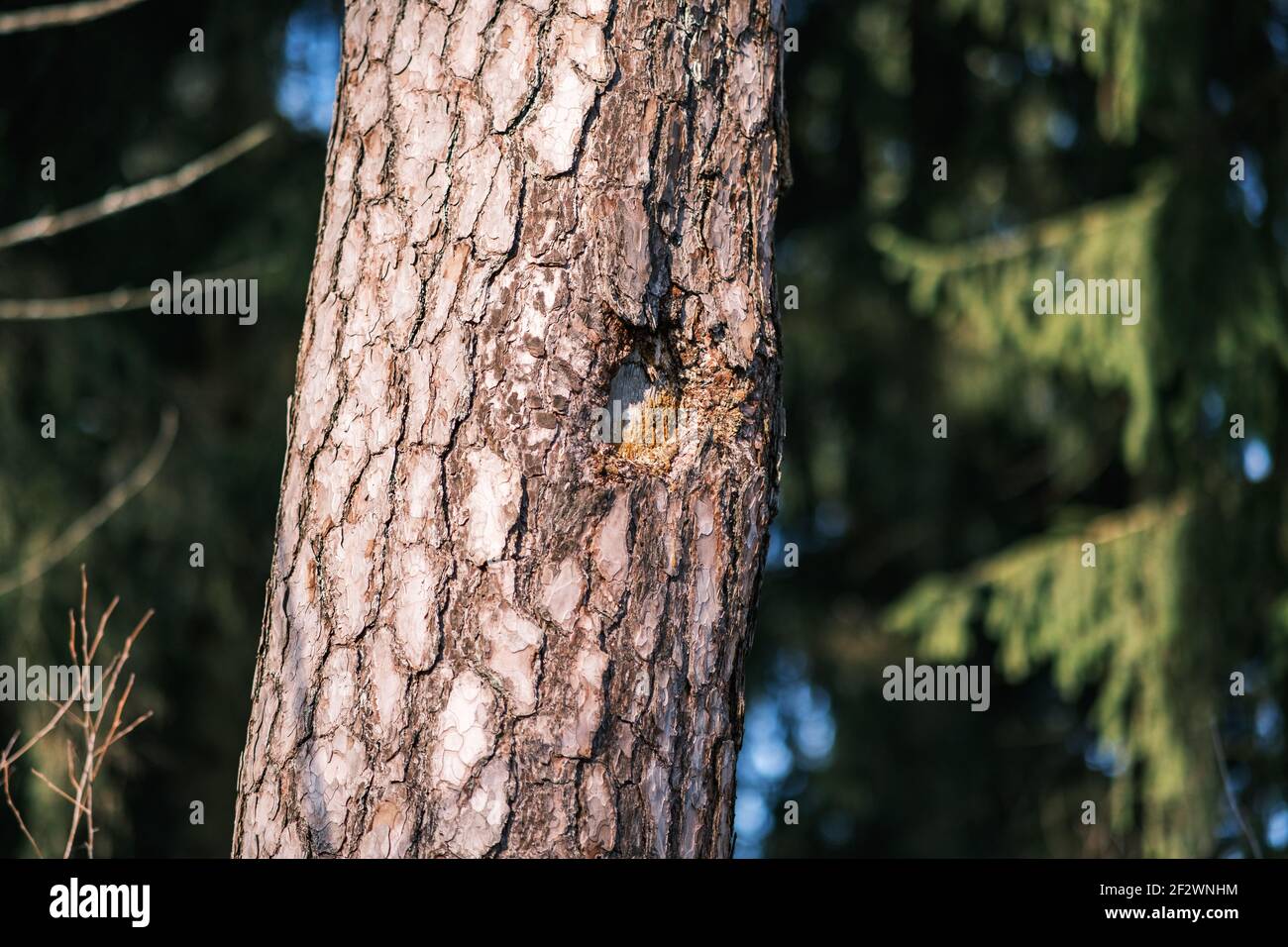 old dry tree trunk stomp in forest for wood logs and fireplace Stock ...
