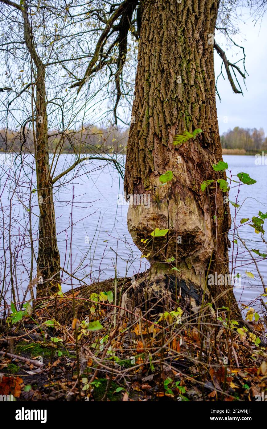 old dry tree trunk stomp in forest for wood logs and fireplace Stock ...