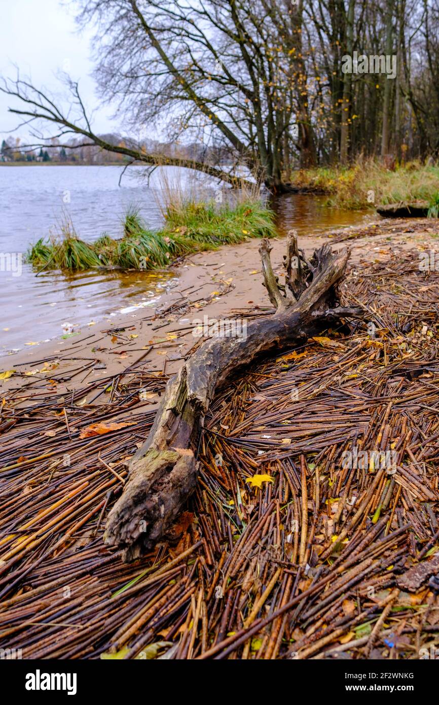 old dry tree trunk stomp in forest for wood logs and fireplace Stock ...