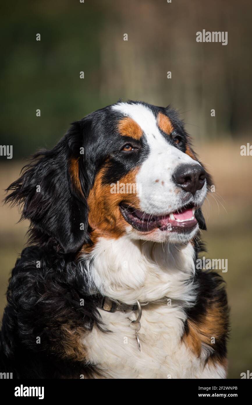 Female bernese mountain dog hi-res stock photography and images - Alamy