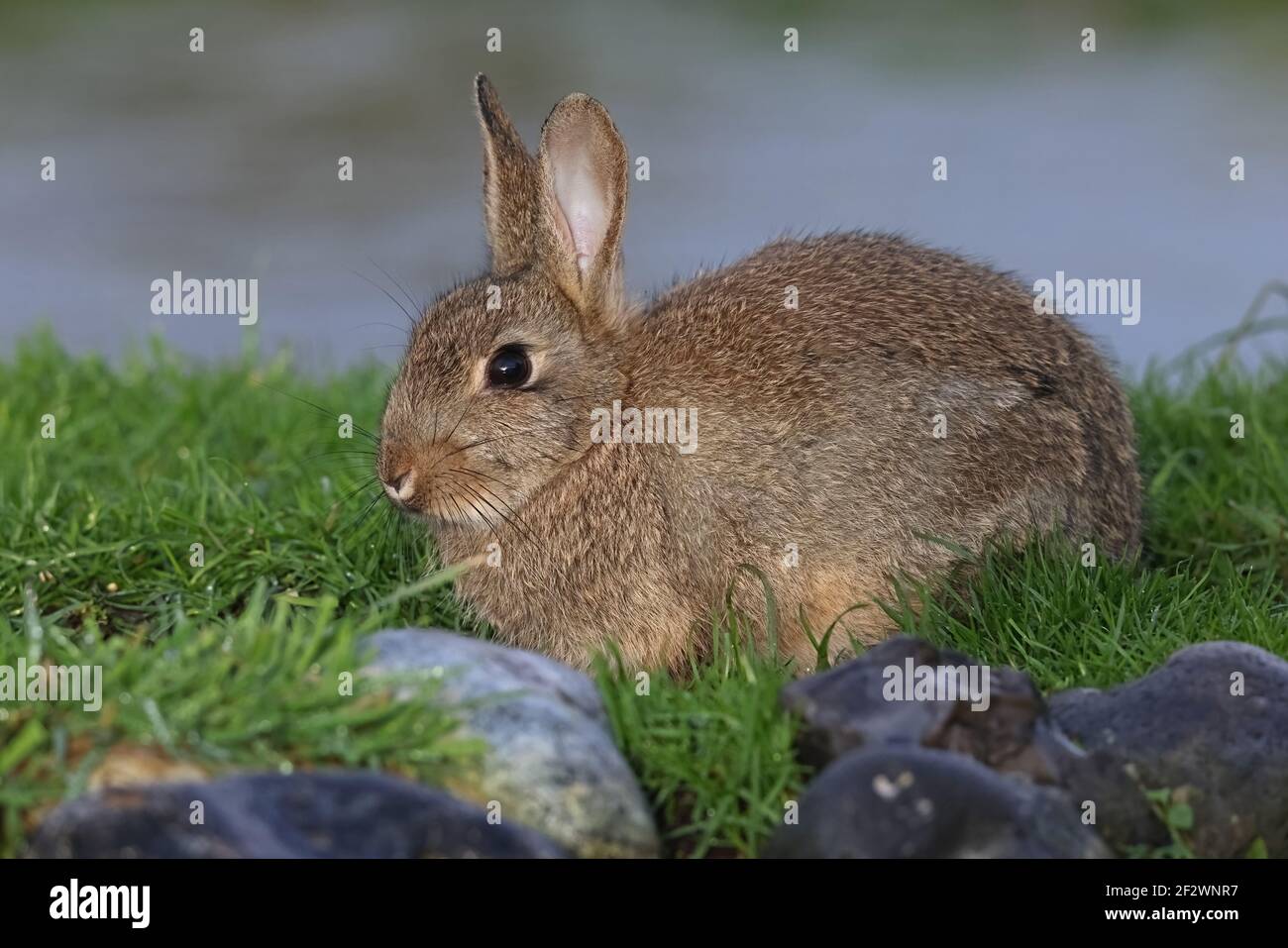 Europan Rabbit (Oryctolagus cuniculus) young adult at rest by pond ...