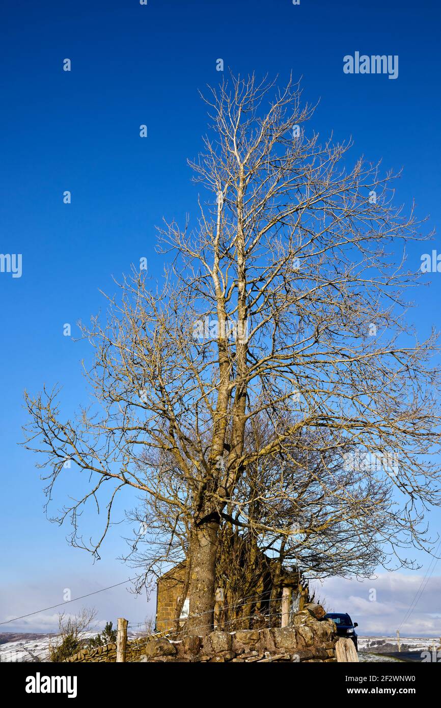 Ash tree dieback hi-res stock photography and images - Alamy