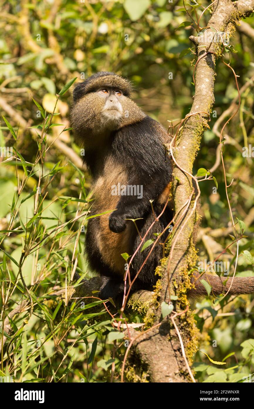 Golden monkey cercopithecus kandti hi-res stock photography and images ...