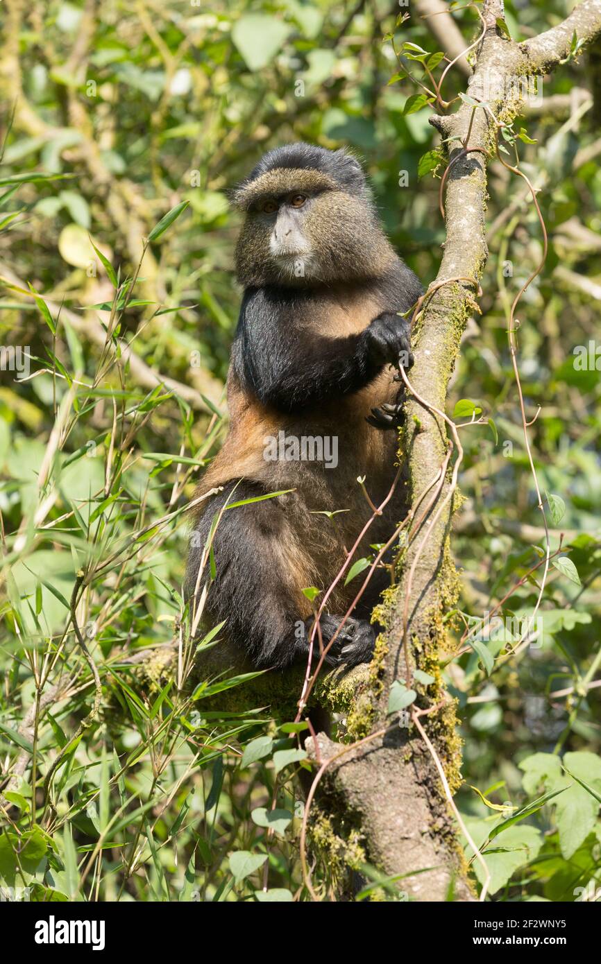 Golden monkey (Cercopithecus kandti) in Volcanoes National Park (Parc ...