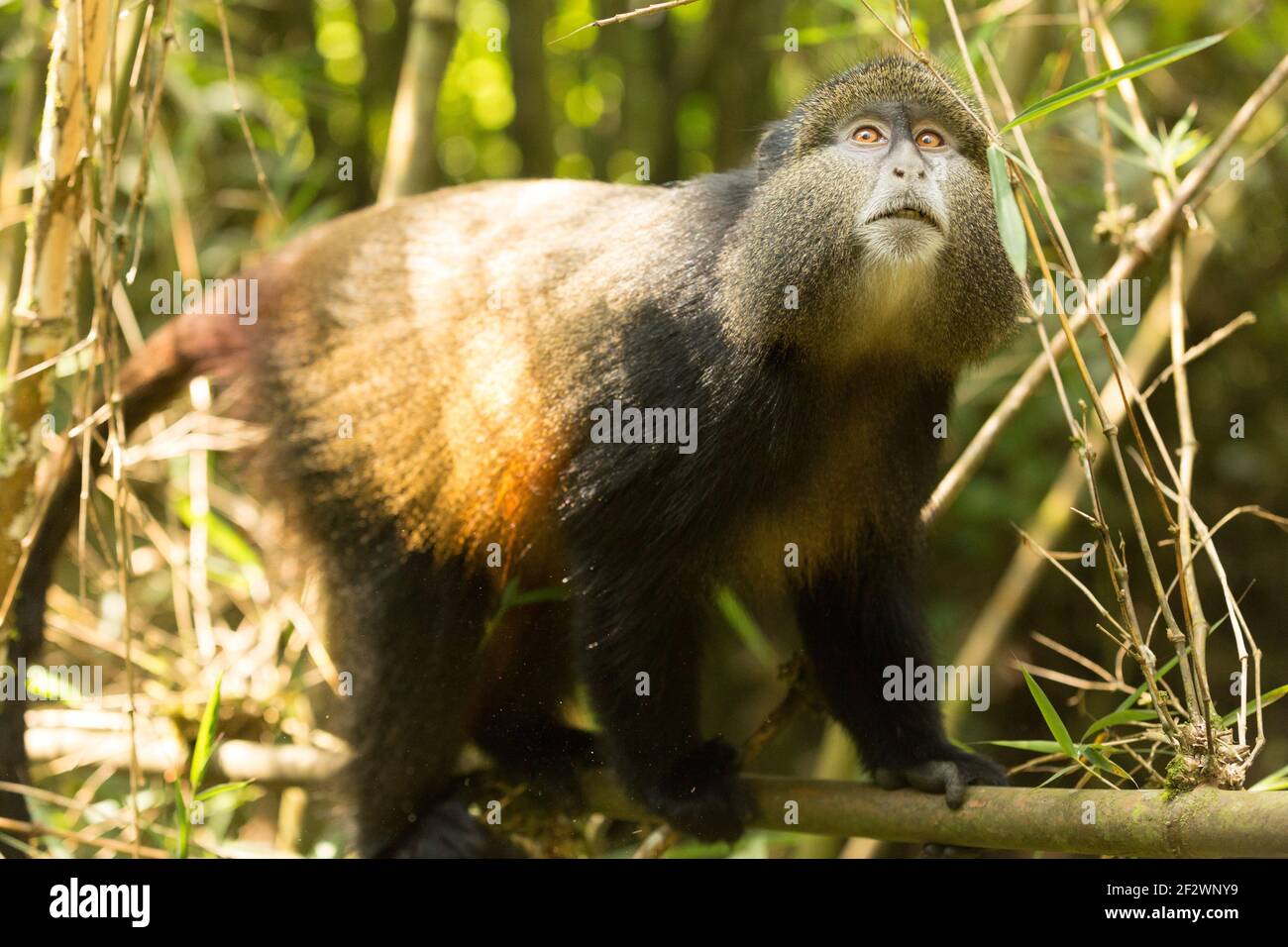 Golden monkey (Cercopithecus kandti) in Volcanoes National Park (Parc ...