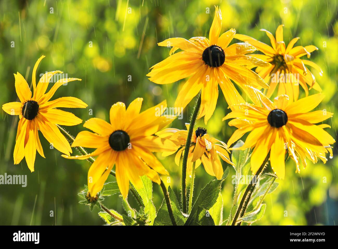 Summer rain in flower garden hi-res stock photography and images - Alamy