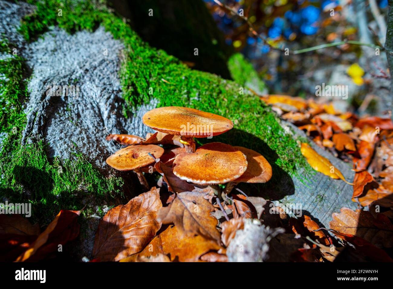 Wild mushrooms Armillaria in the forest Stock Photo - Alamy