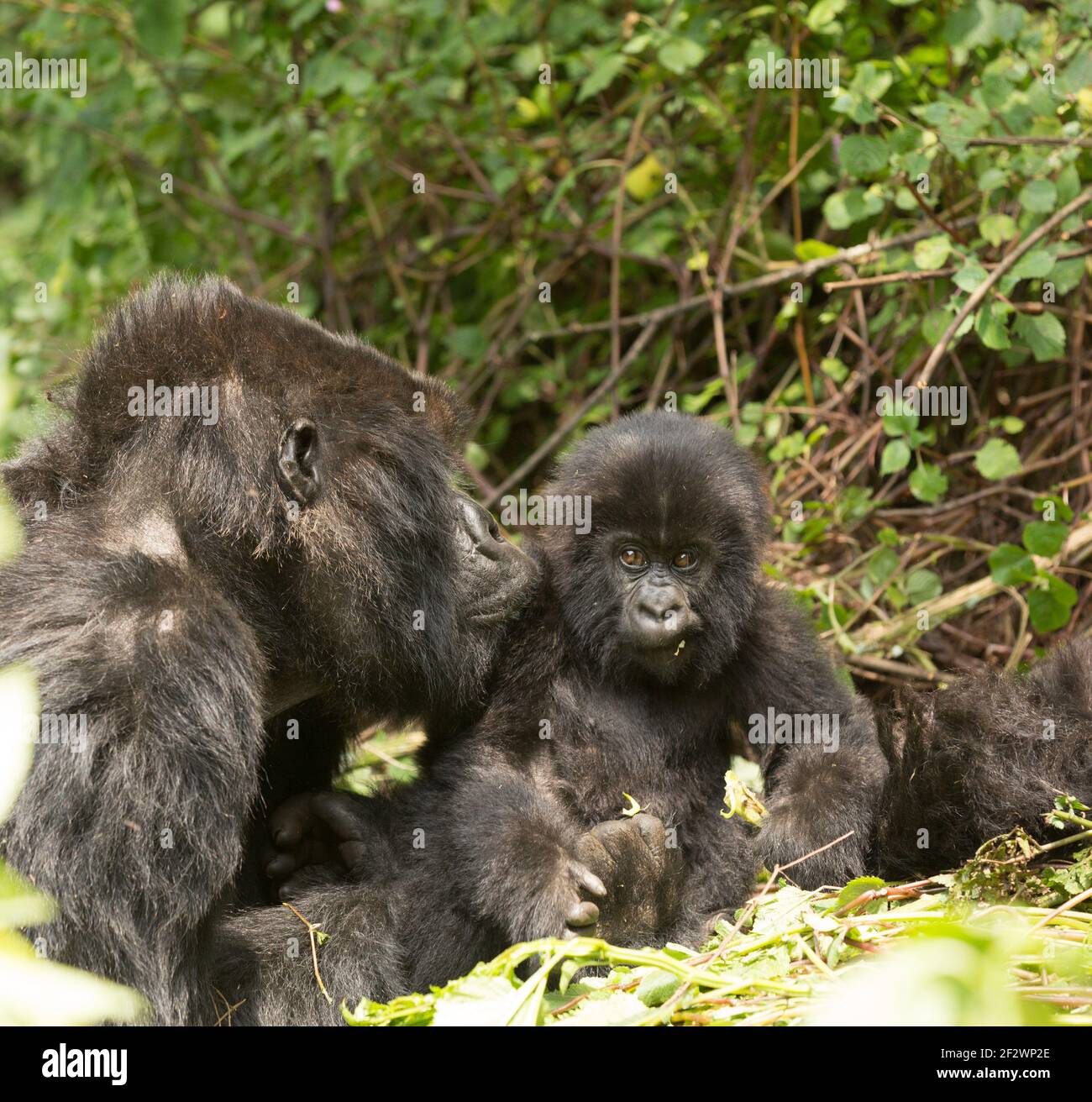 Mother and Baby Mountain Gorilla (Gorilla beringei beringei) from Sosa ...
