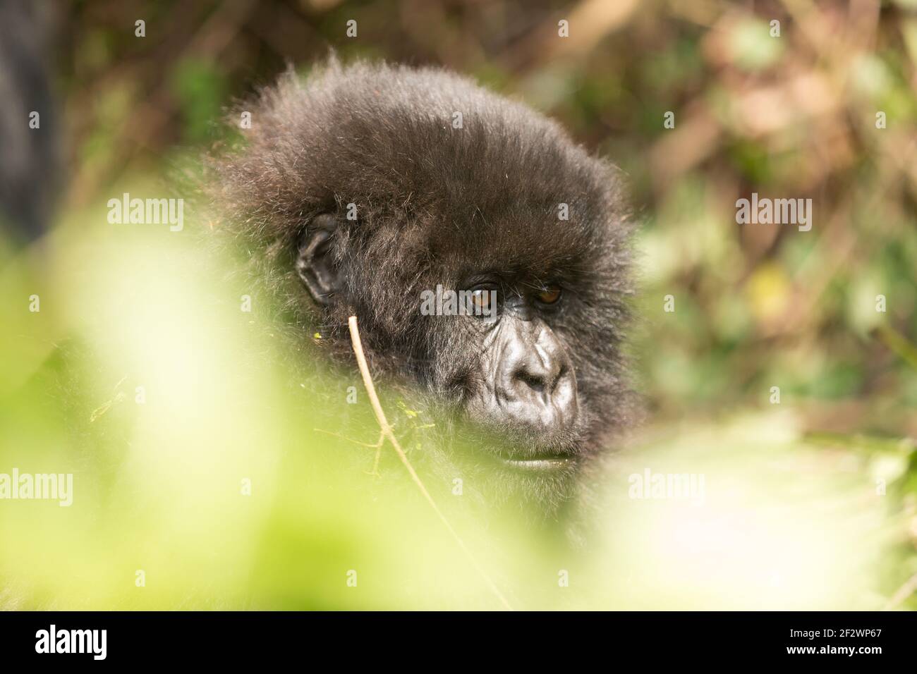 Adolescent Mountain Gorilla (Gorilla beringei beringei) from Sosa Group ...