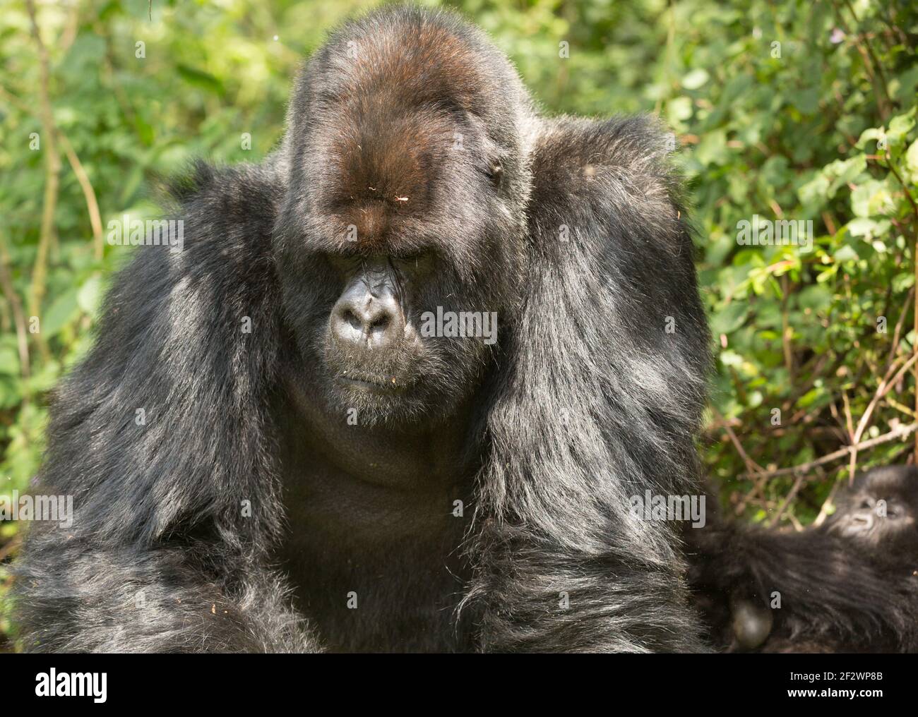Silverback Mountain Gorilla (Gorilla beringei beringei) from Sosa Group ...