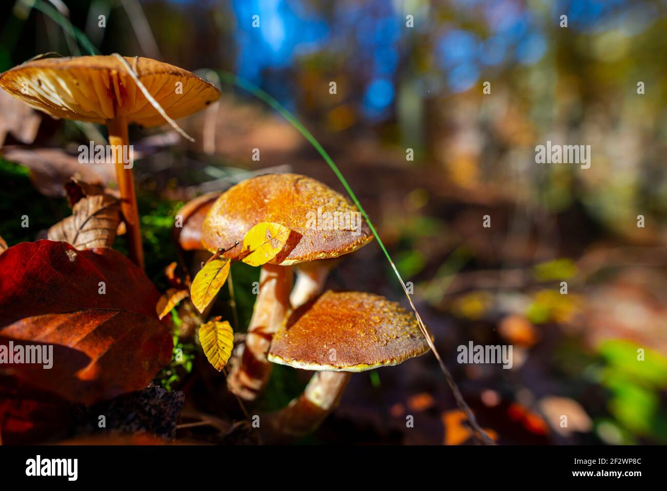 Wild mushrooms Armillaria in the forest Stock Photo - Alamy